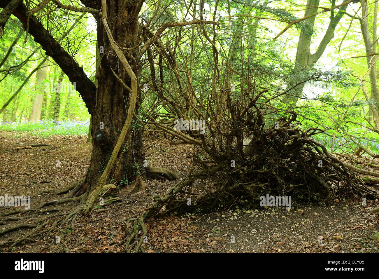 A tangled mess in the woods Stock Photo - Alamy