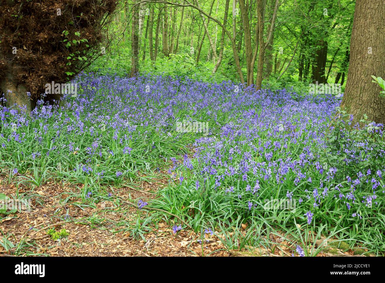 Beautiful bluebells in a North Kent landscape Stock Photo - Alamy