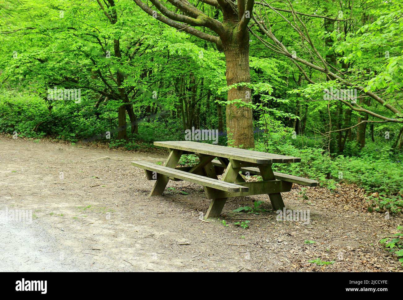 Woodland picnic table hi-res stock photography and images - Alamy