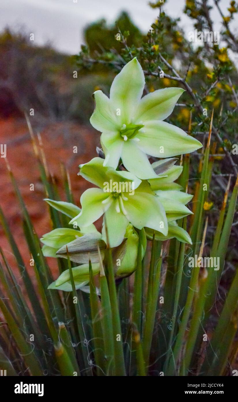 Flowering Yucca plant among red eroded rocks. Canyonlands National Park ...