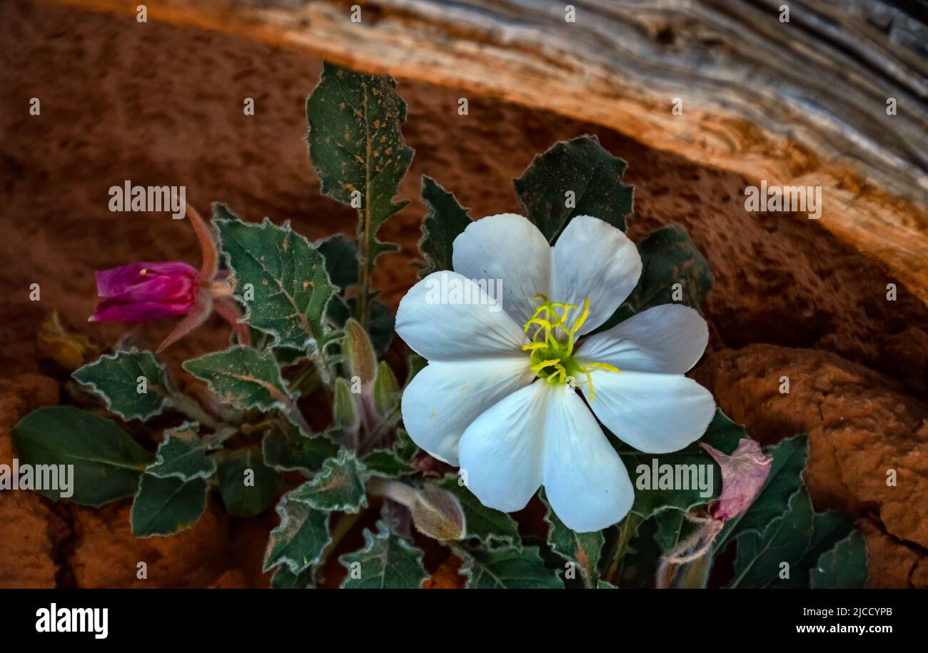 Desert Dwarf Evening Primrose (Oenothera caespitosa), Canyonlands ...