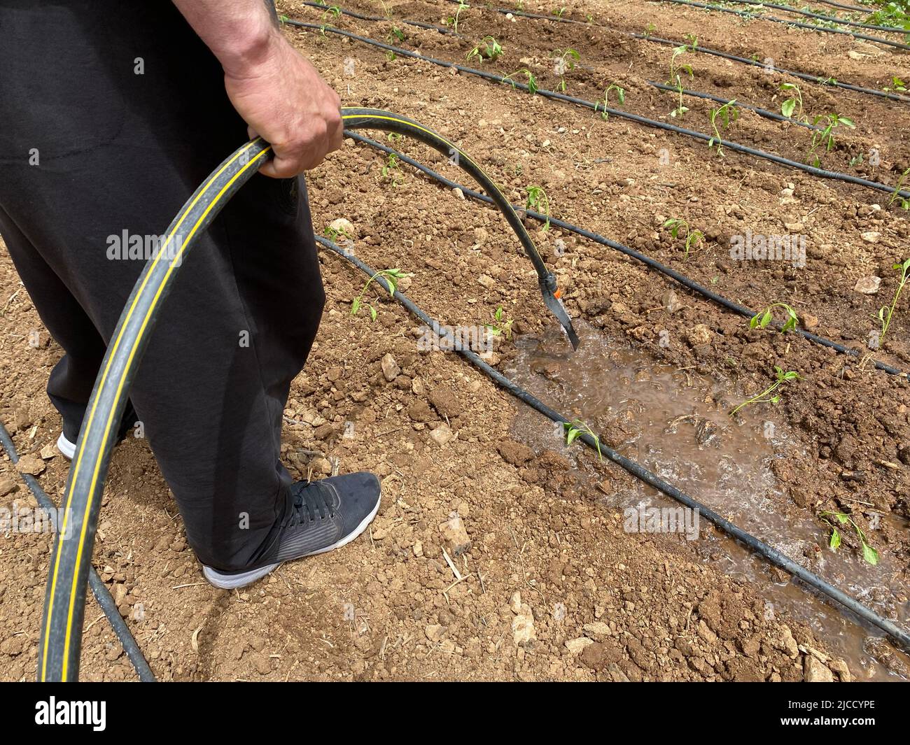 Farmer watering irrigation farm hi-res stock photography and images - Alamy