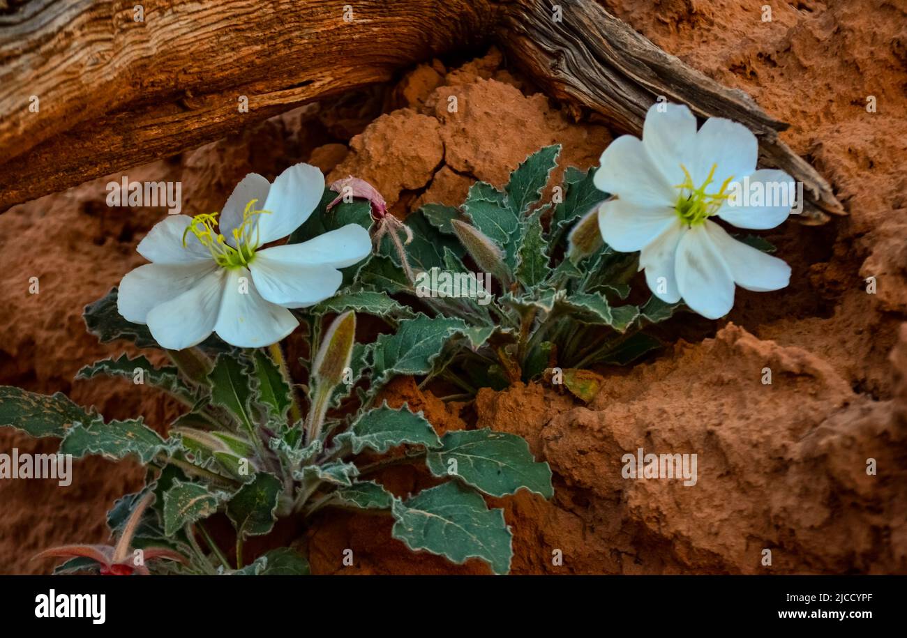 Desert Dwarf Evening Primrose (Oenothera caespitosa), Canyonlands ...