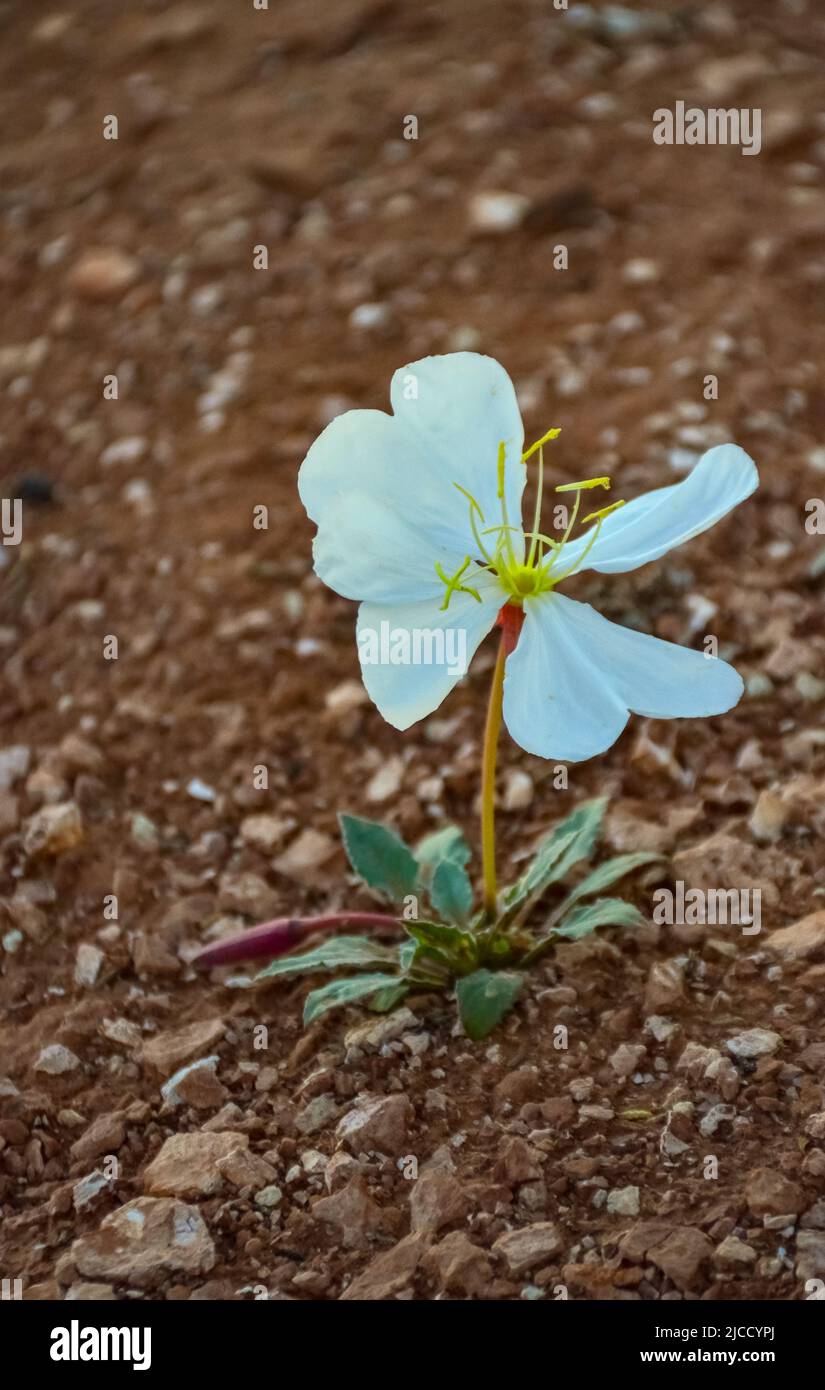 Desert Dwarf Evening Primrose (Oenothera caespitosa), Canyonlands ...