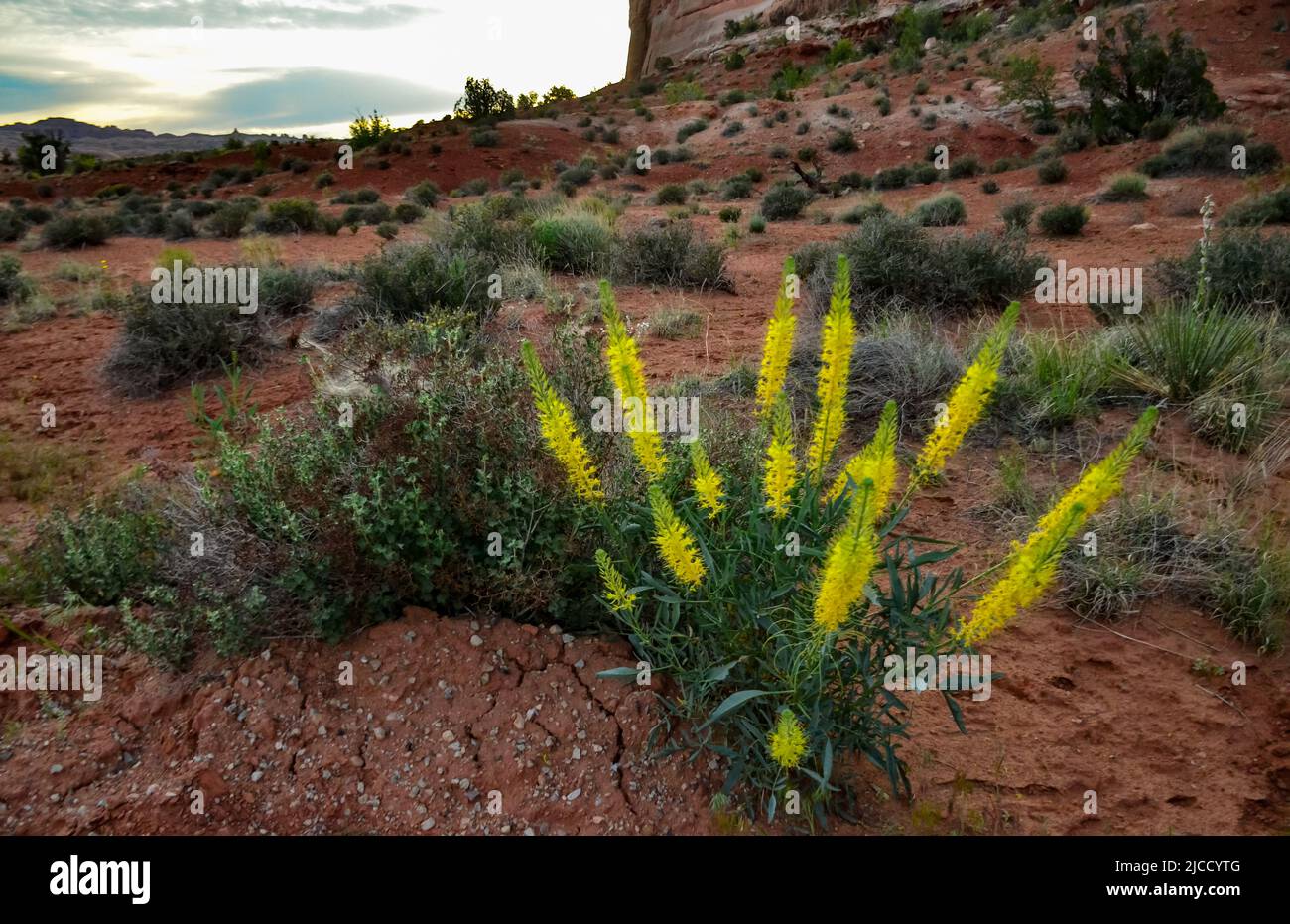 Cacti, Yuccas and various desert plants against the background of an ...