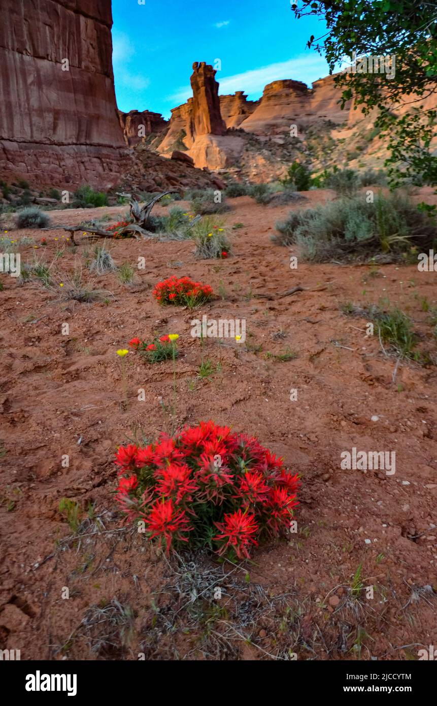 Cacti, Yuccas and various desert plants against the background of an ...