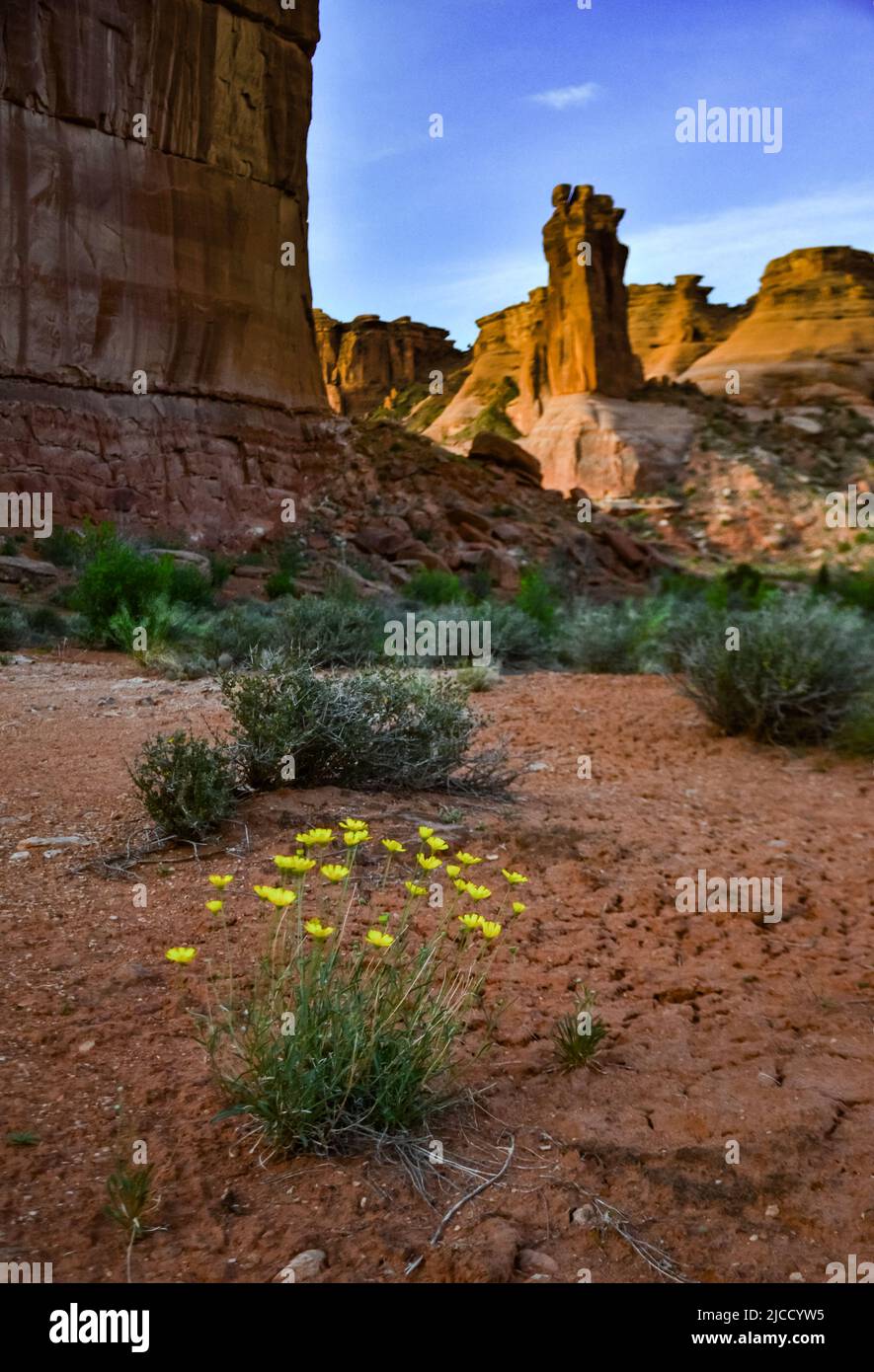 Cacti, Yuccas and various desert plants against the background of an ...