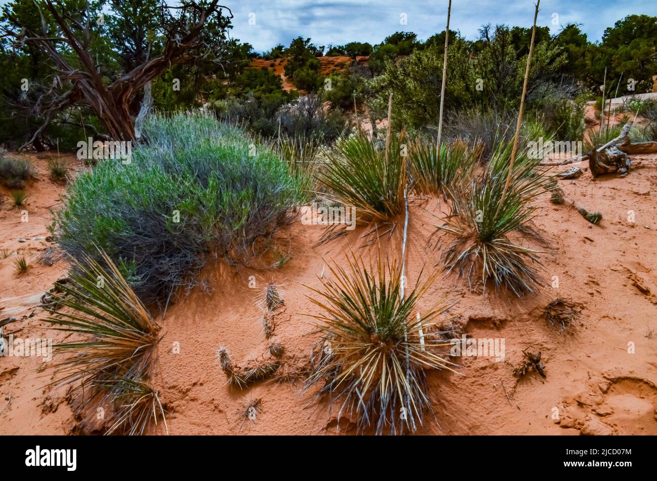 Cacti, Yuccas and various desert plants against the background of an ...