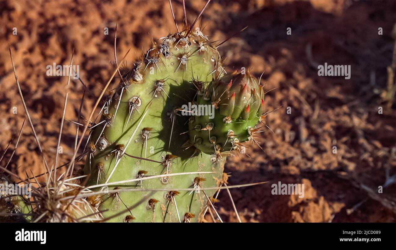 Flowering cactus plants, Pink flowers of Opuntia sp. (polyacantha) in ...
