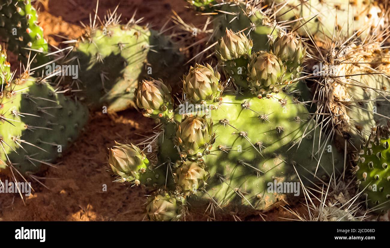Flowering cactus plants, Pink flowers of Opuntia sp. (polyacantha) in ...