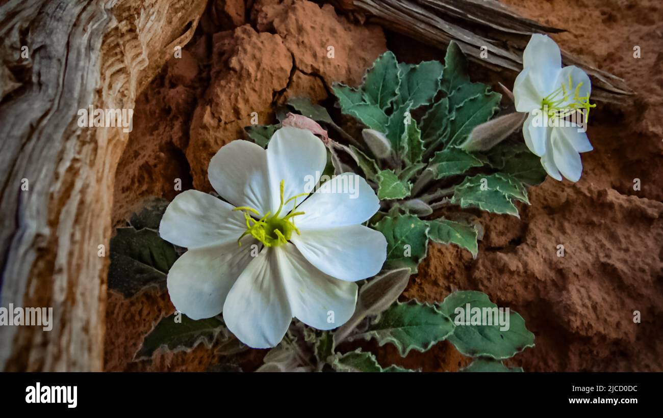 Desert Dwarf Evening Primrose (Oenothera caespitosa), Canyonlands ...