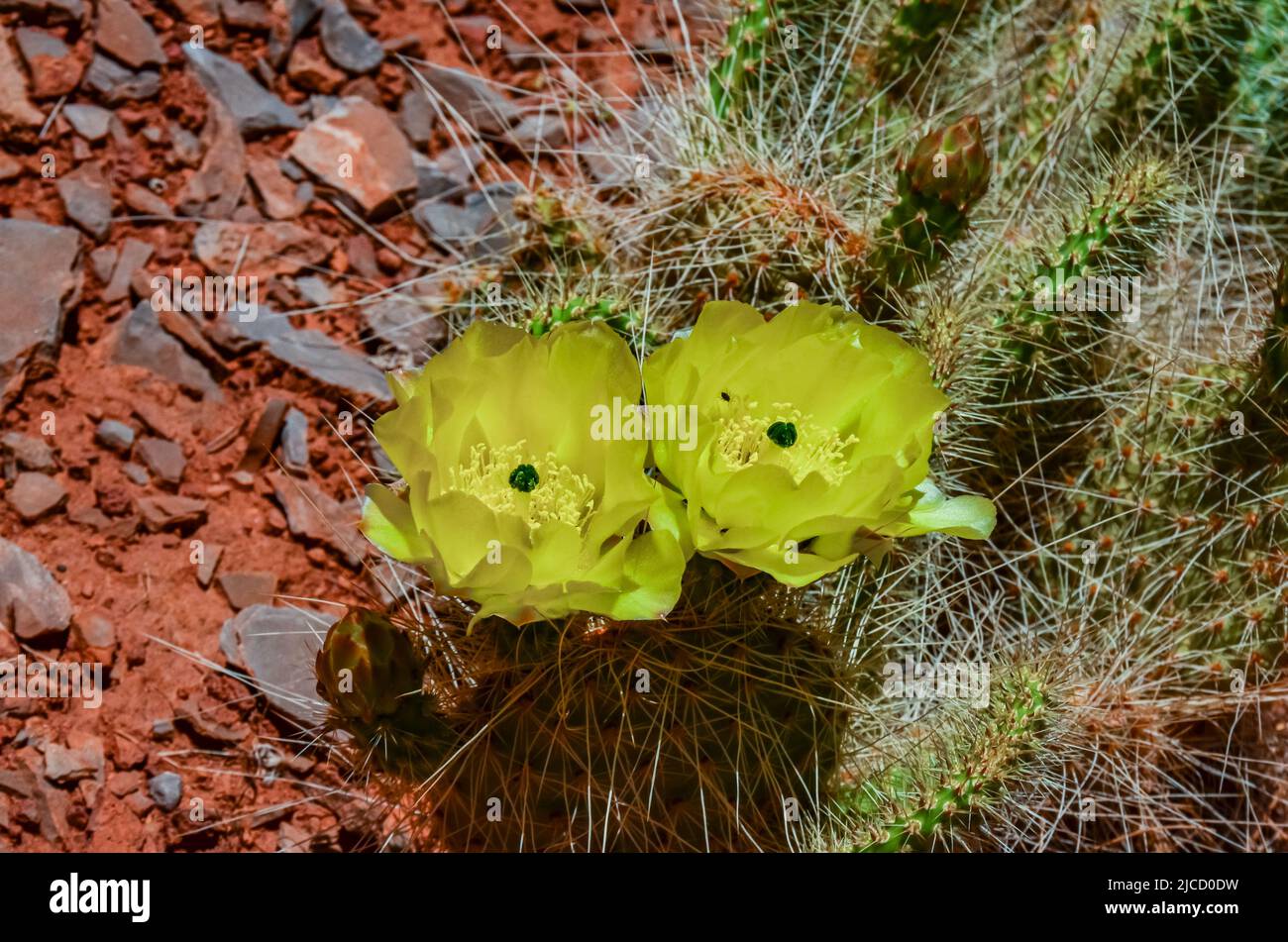 Flowering cactus plants, Yellow flowers of Opuntia polyacantha in ...