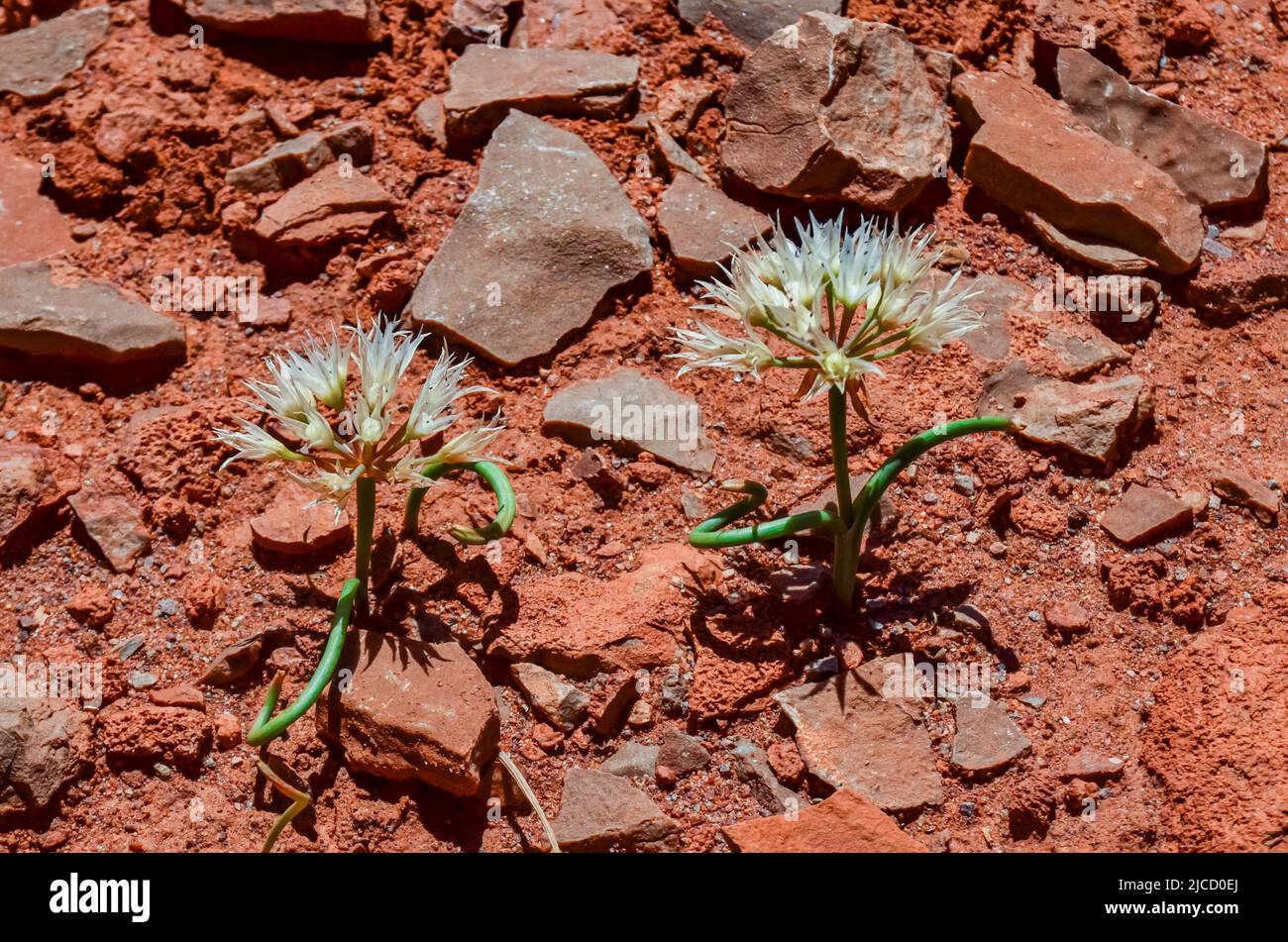 Wild flowering plants in the spring in the mountains in the north of ...