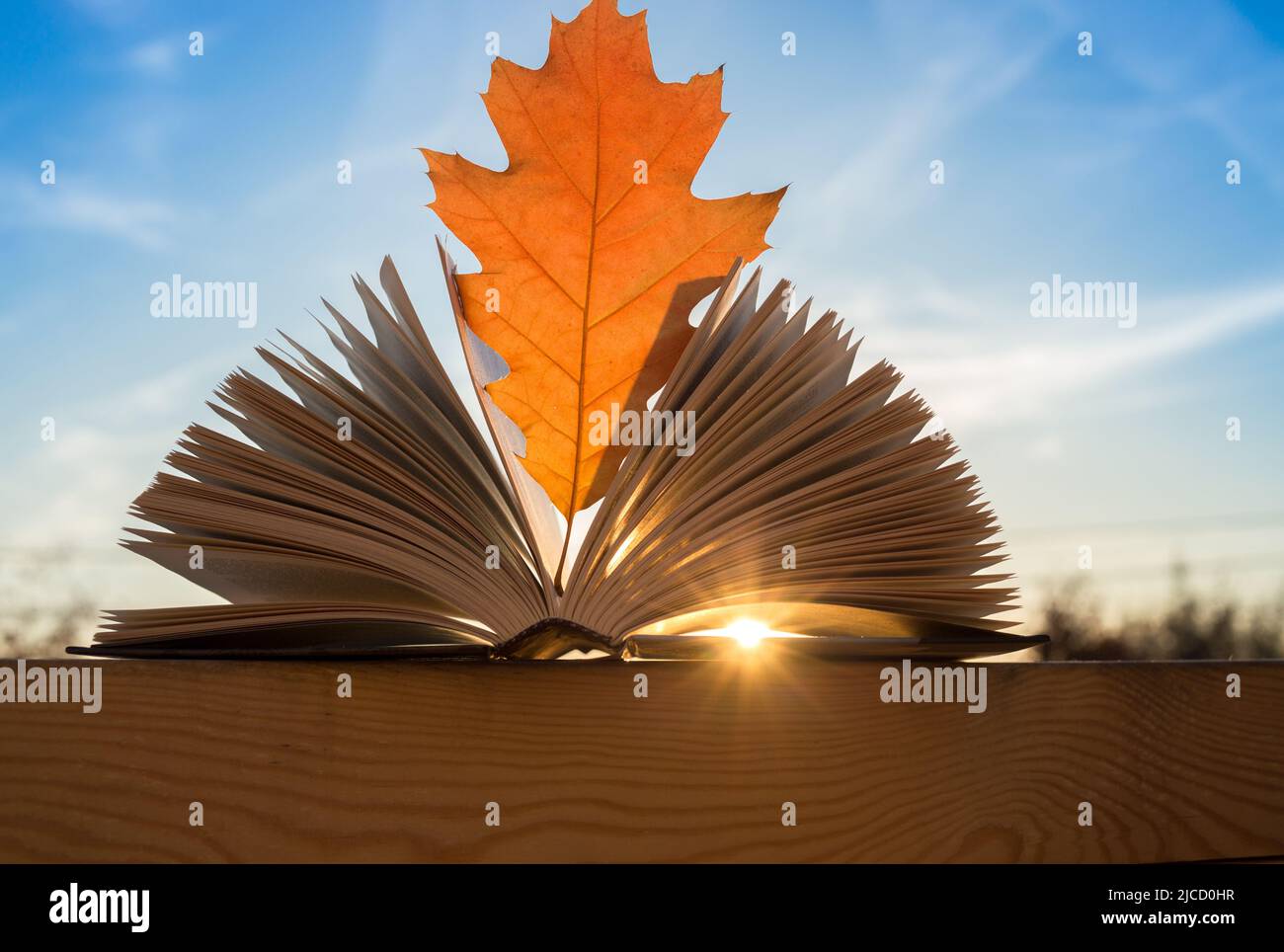 open book with a bright orange autumn oak leaf against the blue sky ...