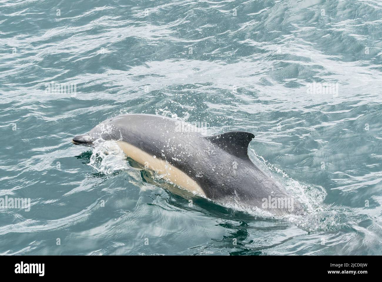 Short-beaked Common Dolphin, Delphinus delphis, close up of single ...