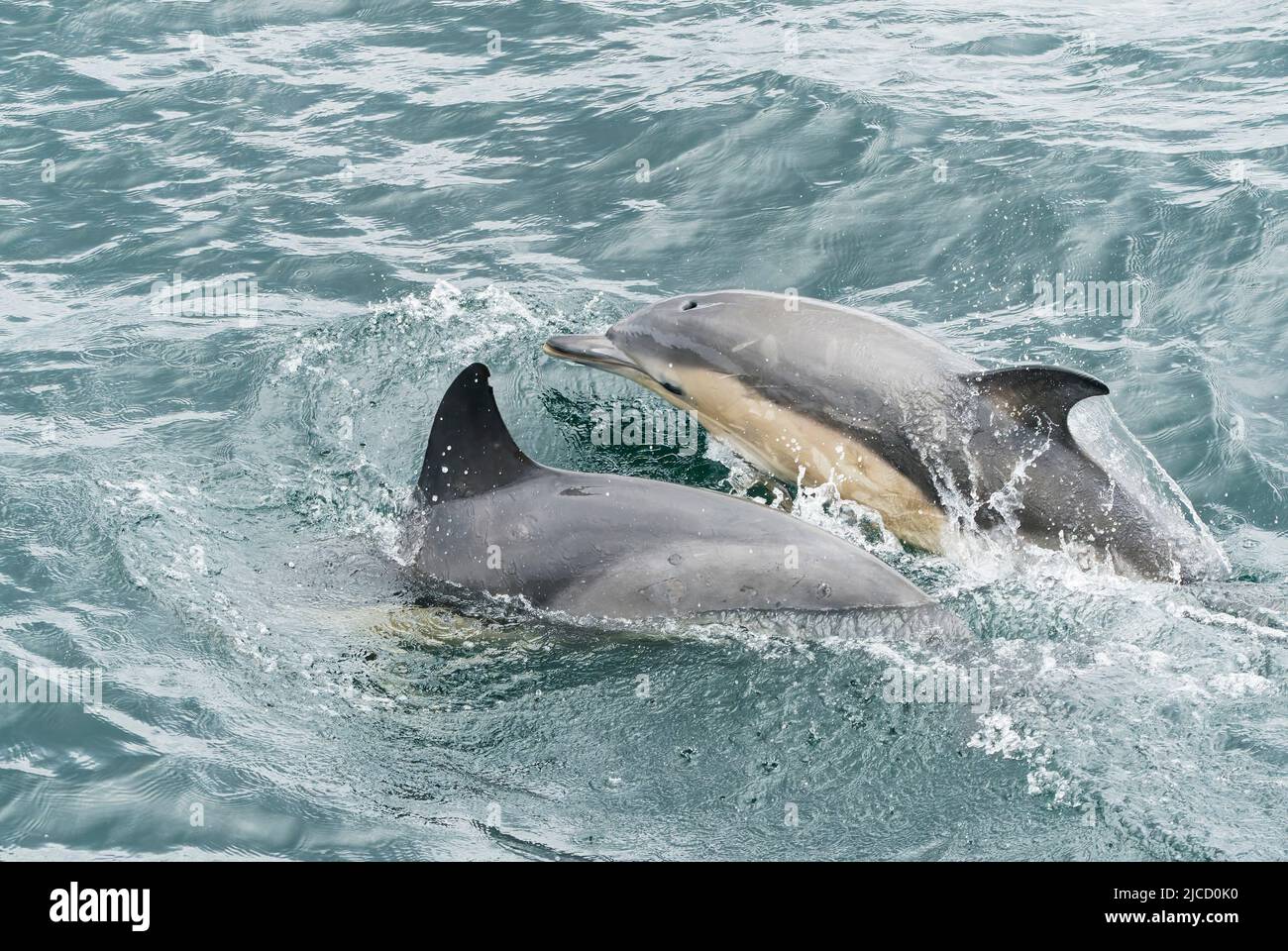 Short-beaked Common Dolphin, Delphinus delphis, close up of two animals swimming in the sea ...