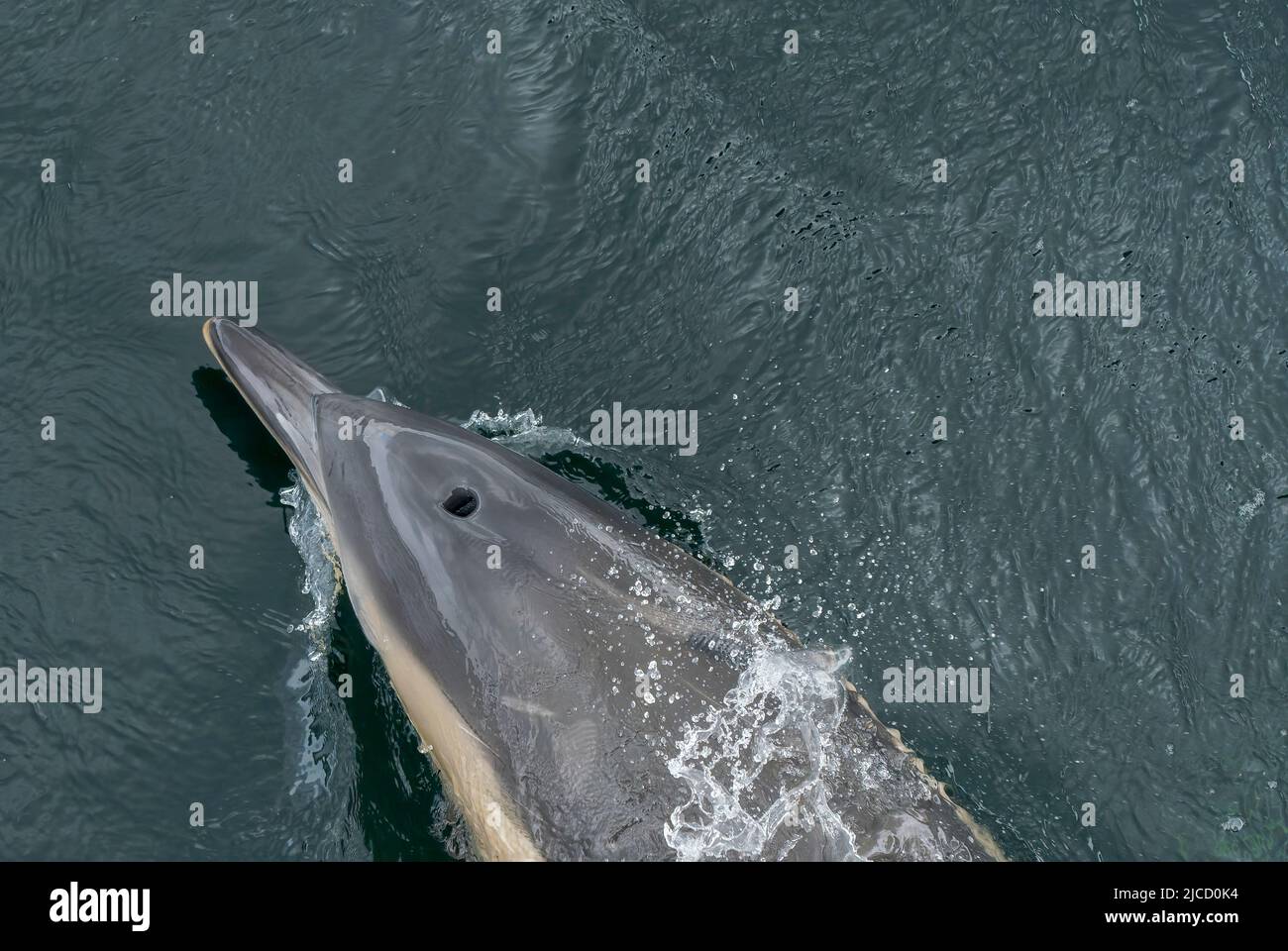 Short-beaked Common Dolphin, Delphinus delphis, close up of single ...