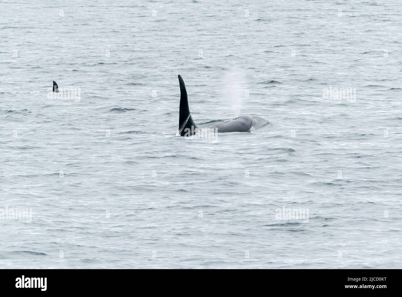 Orca or Killer Whale, Orcinus orca, single adult male animal with ...