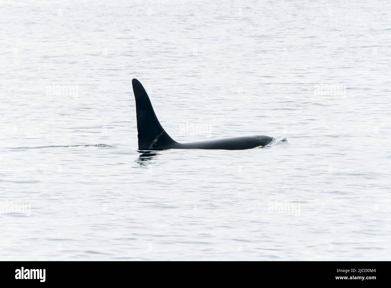 Orca or Killer Whale, Orcinus orca, single adult male animal with ...