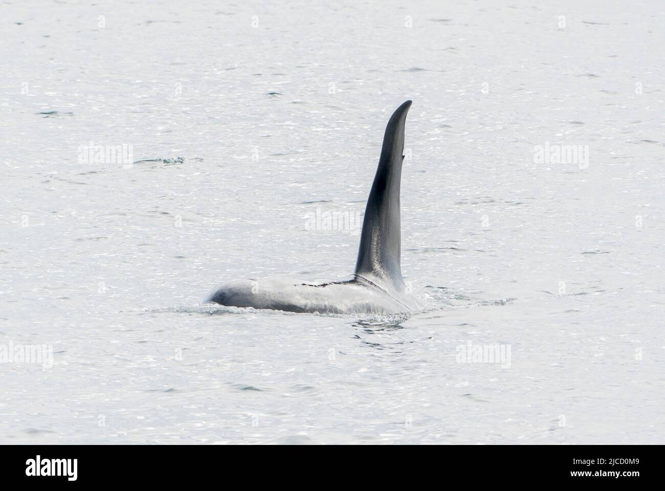 Orca or Killer Whale, Orcinus orca, single adult male animal with ...