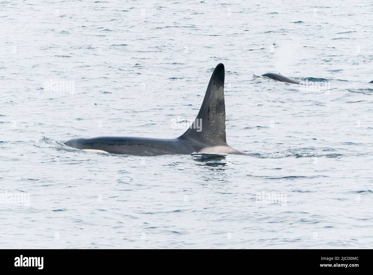 Orca or Killer Whale, Orcinus orca, single adult male animal with ...