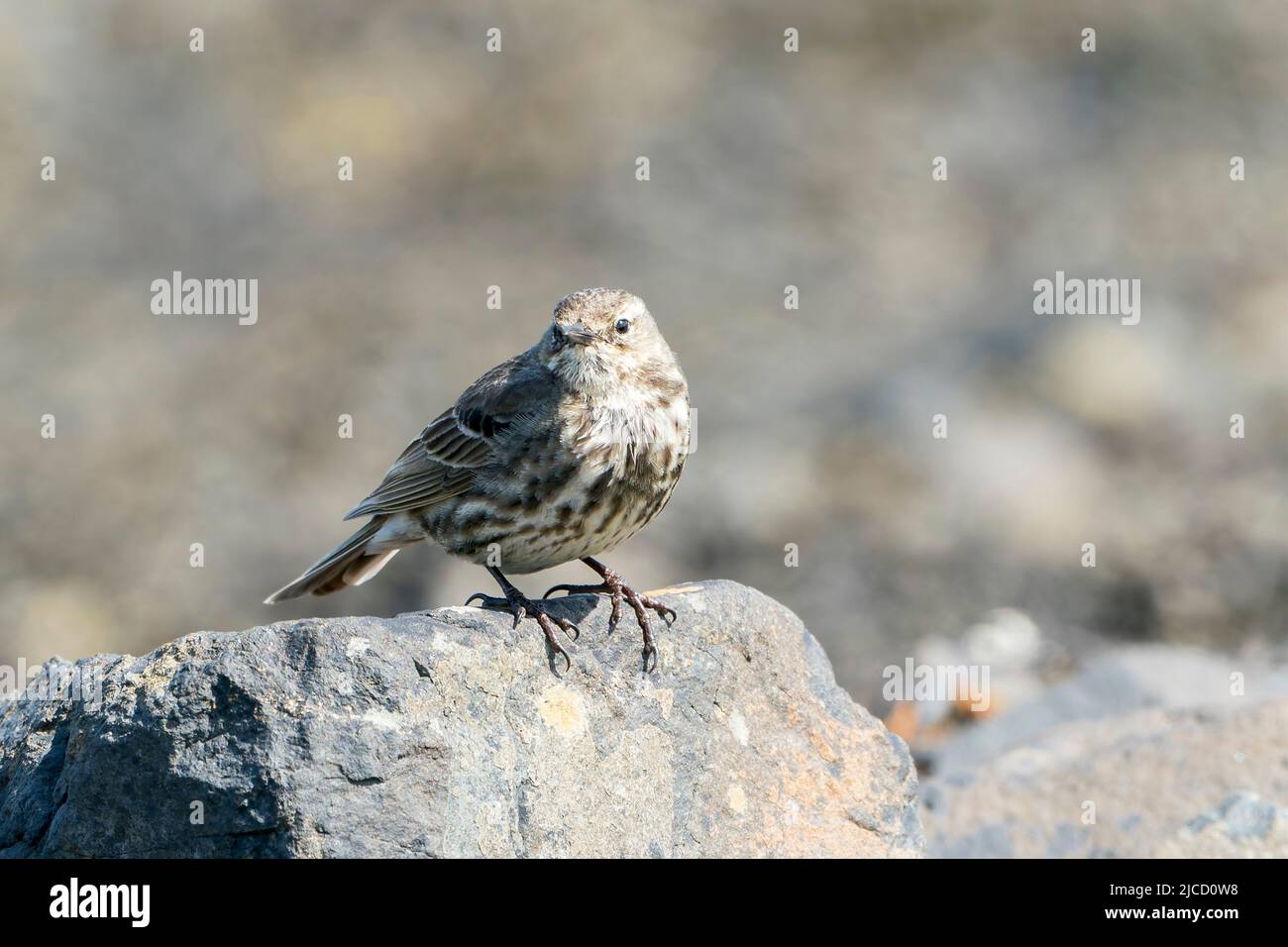 European Rock Pipit, Anthus petrosus, single adult inbreeding plumage ...