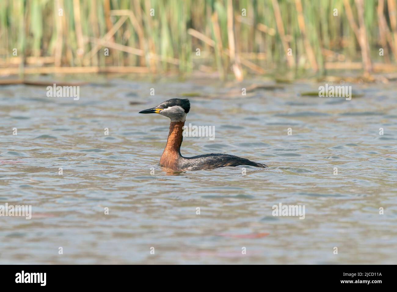Red-necked Grebe, Podiceps grisegena, single adult in breeding plumage ...