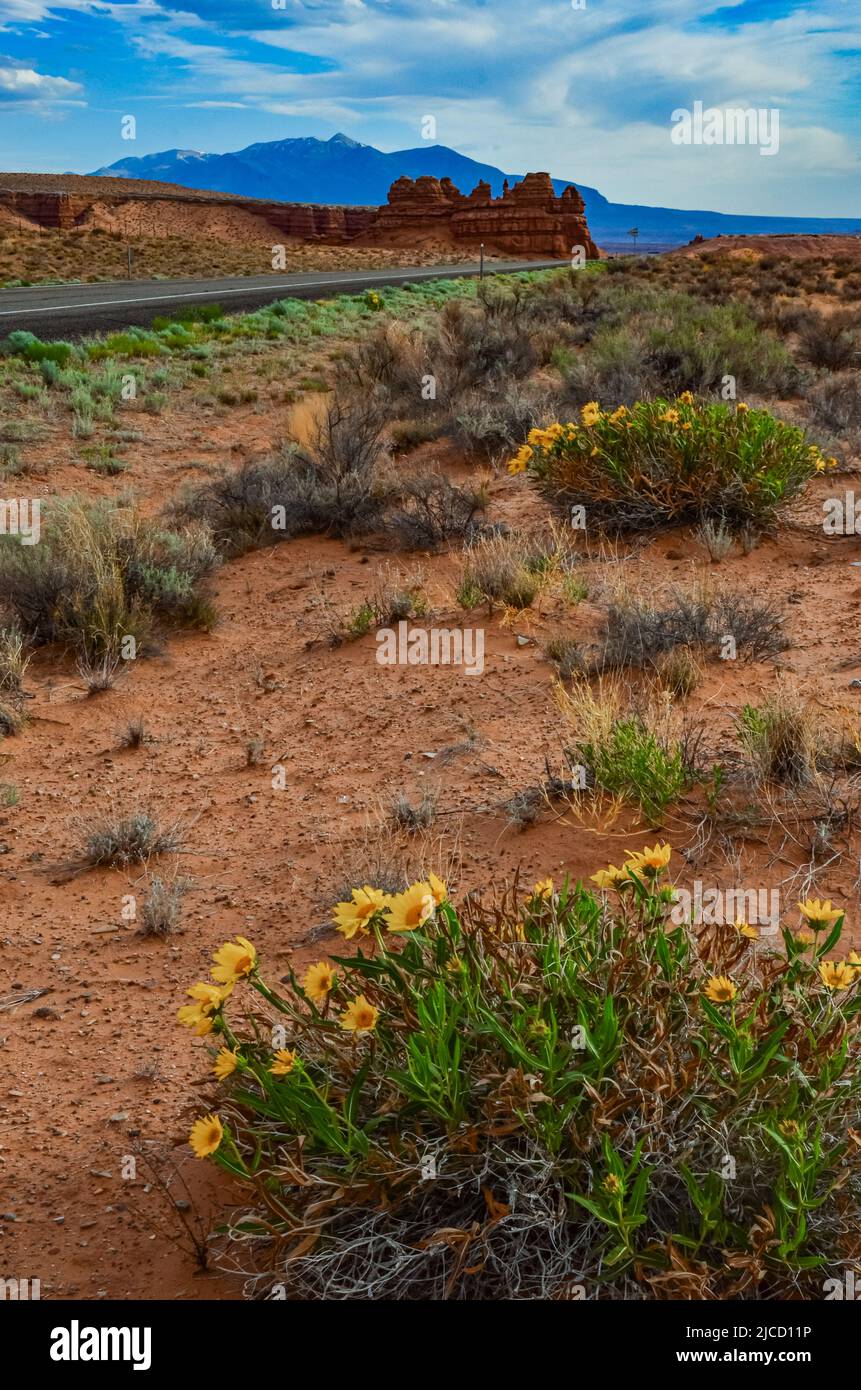 Wild flowering plants in the spring in the mountains in the north of ...