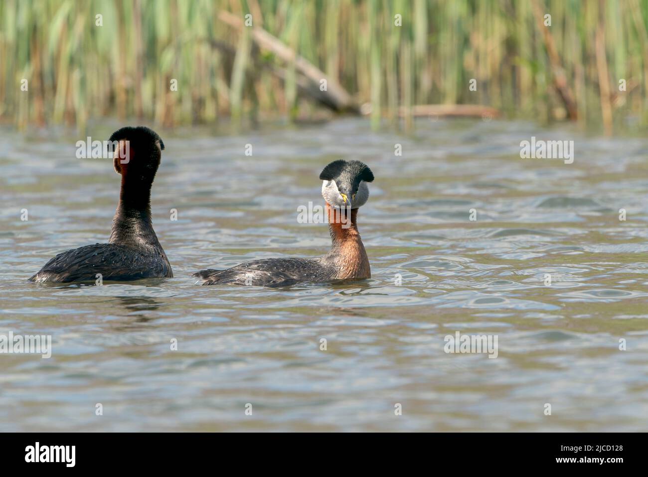 Red-necked Grebe, Podiceps grisegena, two adults in breeding plumage ...