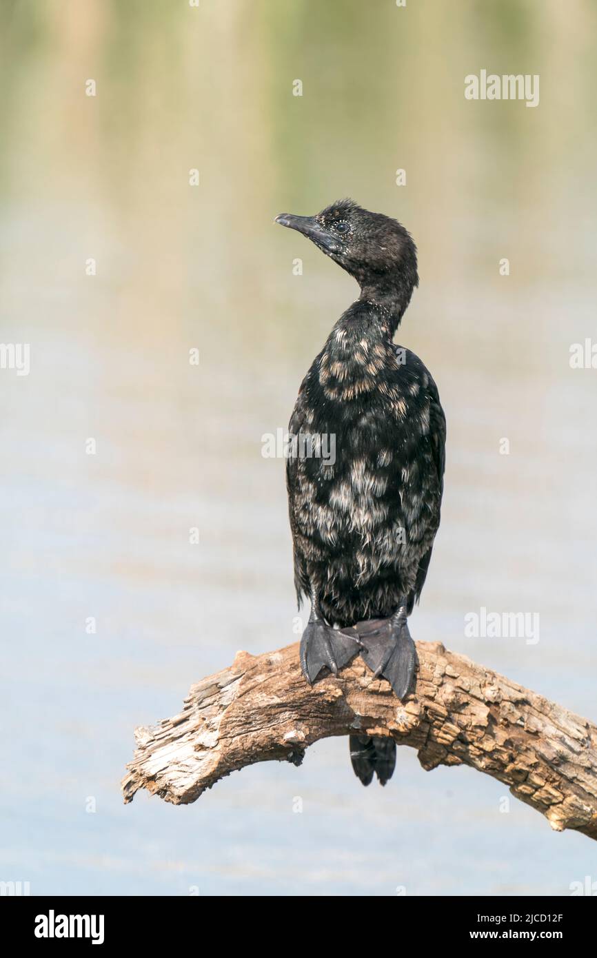 Pygmy Cormorant, Microcarbo pygmaeus, single adult in breeding plumage ...