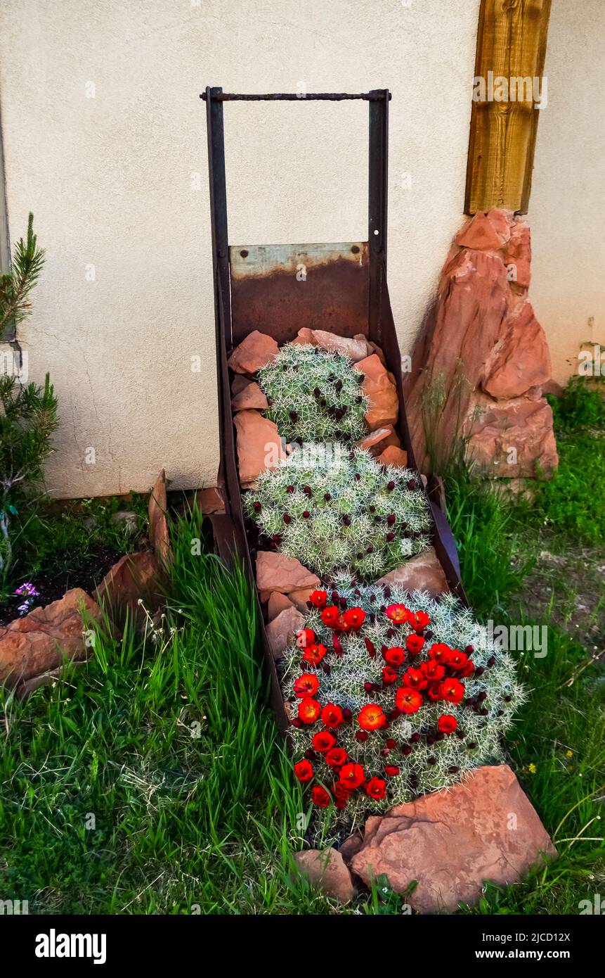 Flowering plants (Echinocereus sp.). Known commonly as the hedgehog ...