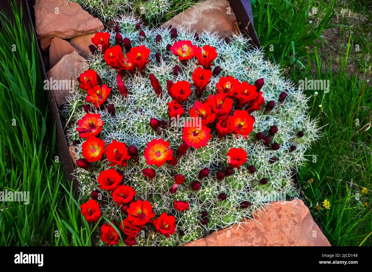 Flowering plants (Echinocereus sp.). Known commonly as the hedgehog ...