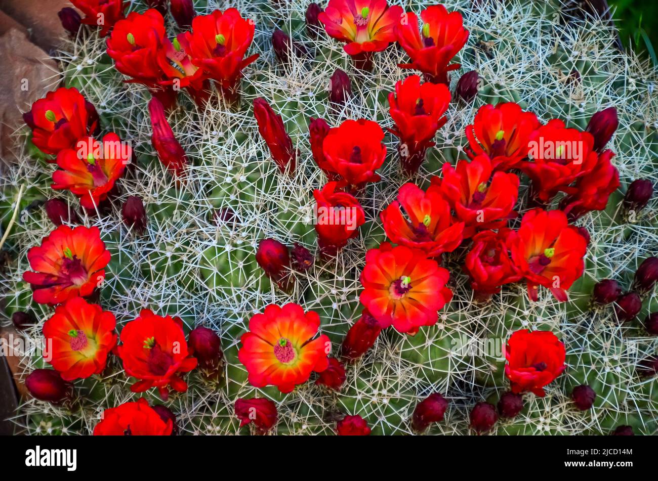 Flowering plants (Echinocereus sp.). Known commonly as the hedgehog ...