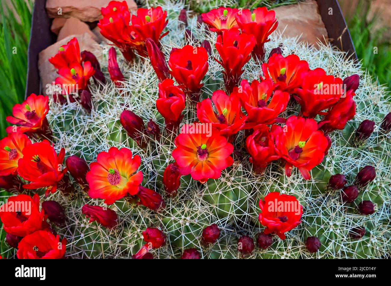 Flowering plants (Echinocereus sp.). Known commonly as the hedgehog ...