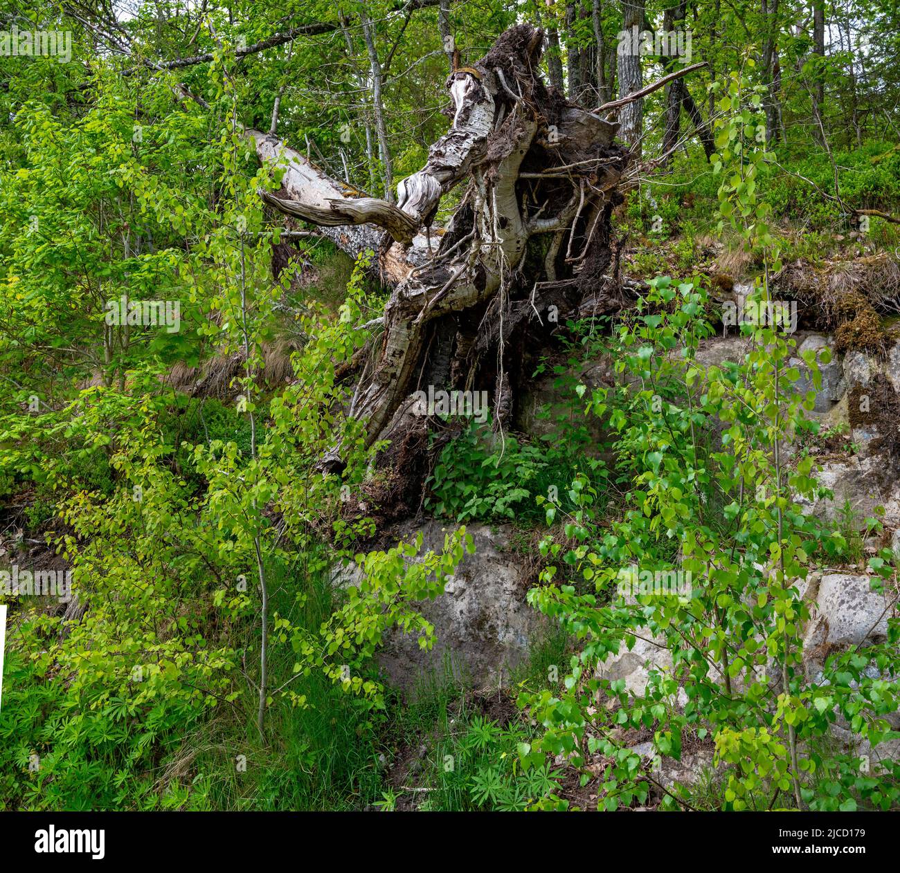 Birch tree root hi-res stock photography and images - Alamy