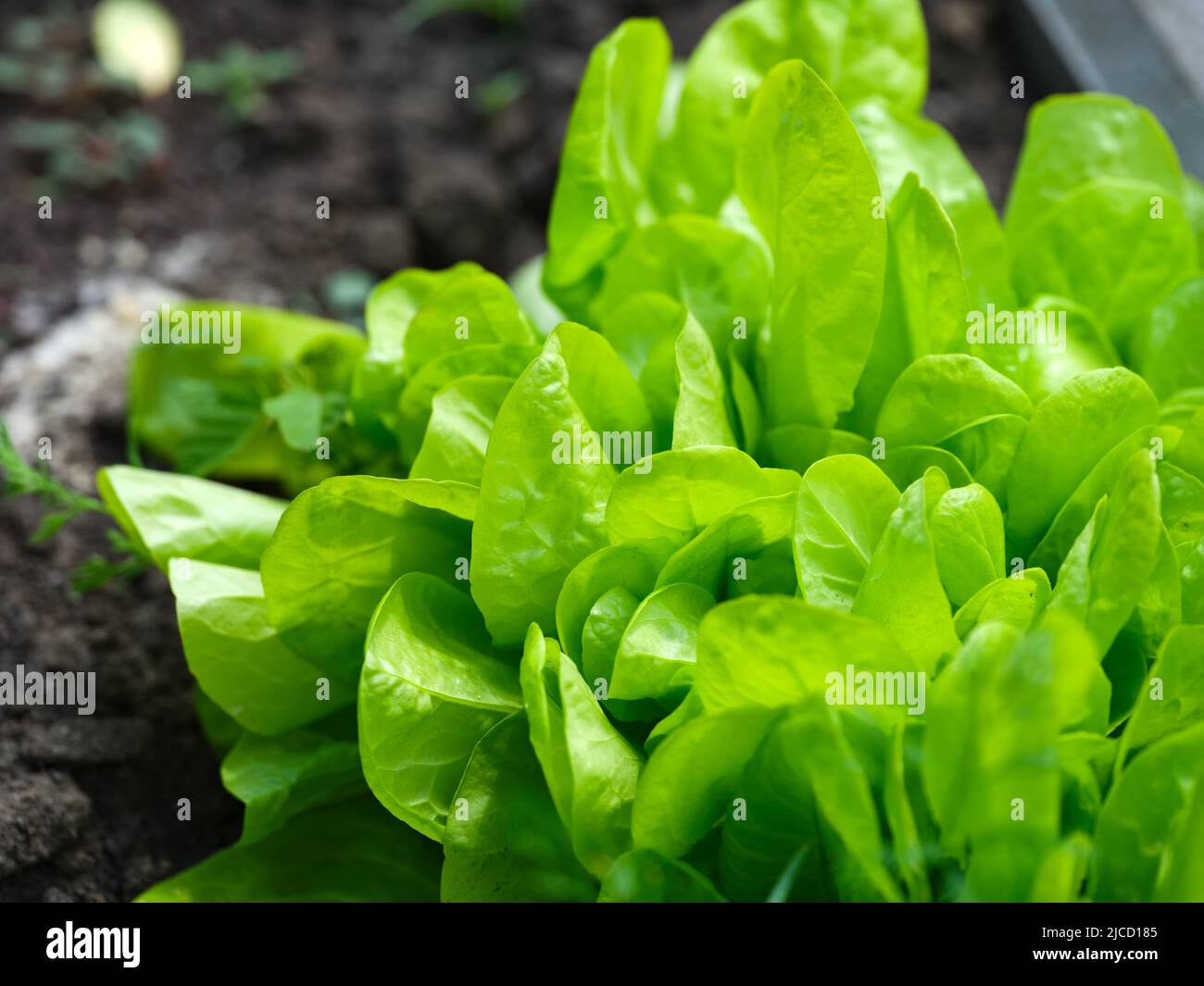 A close-up shot of a garden lettuce plant growing in a vegetable garden ...