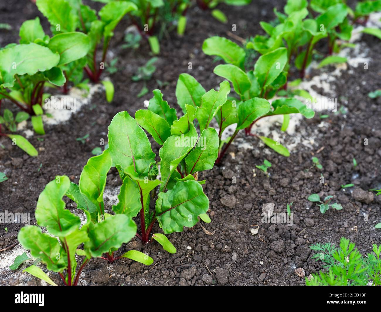 Beets growing in ground garden hi-res stock photography and images - Alamy