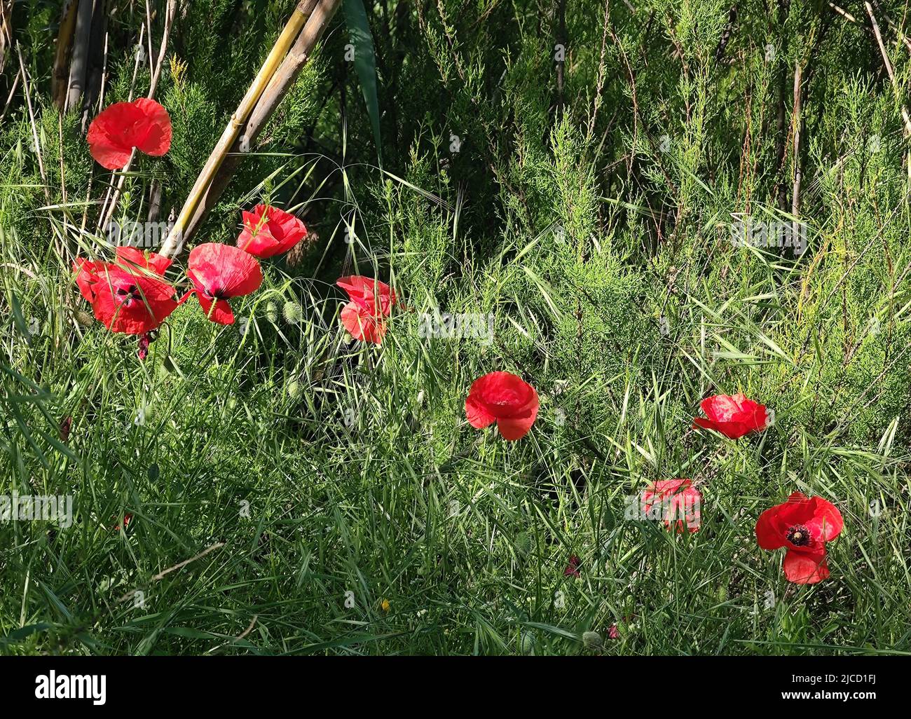 Radiant bloom hi-res stock photography and images - Alamy