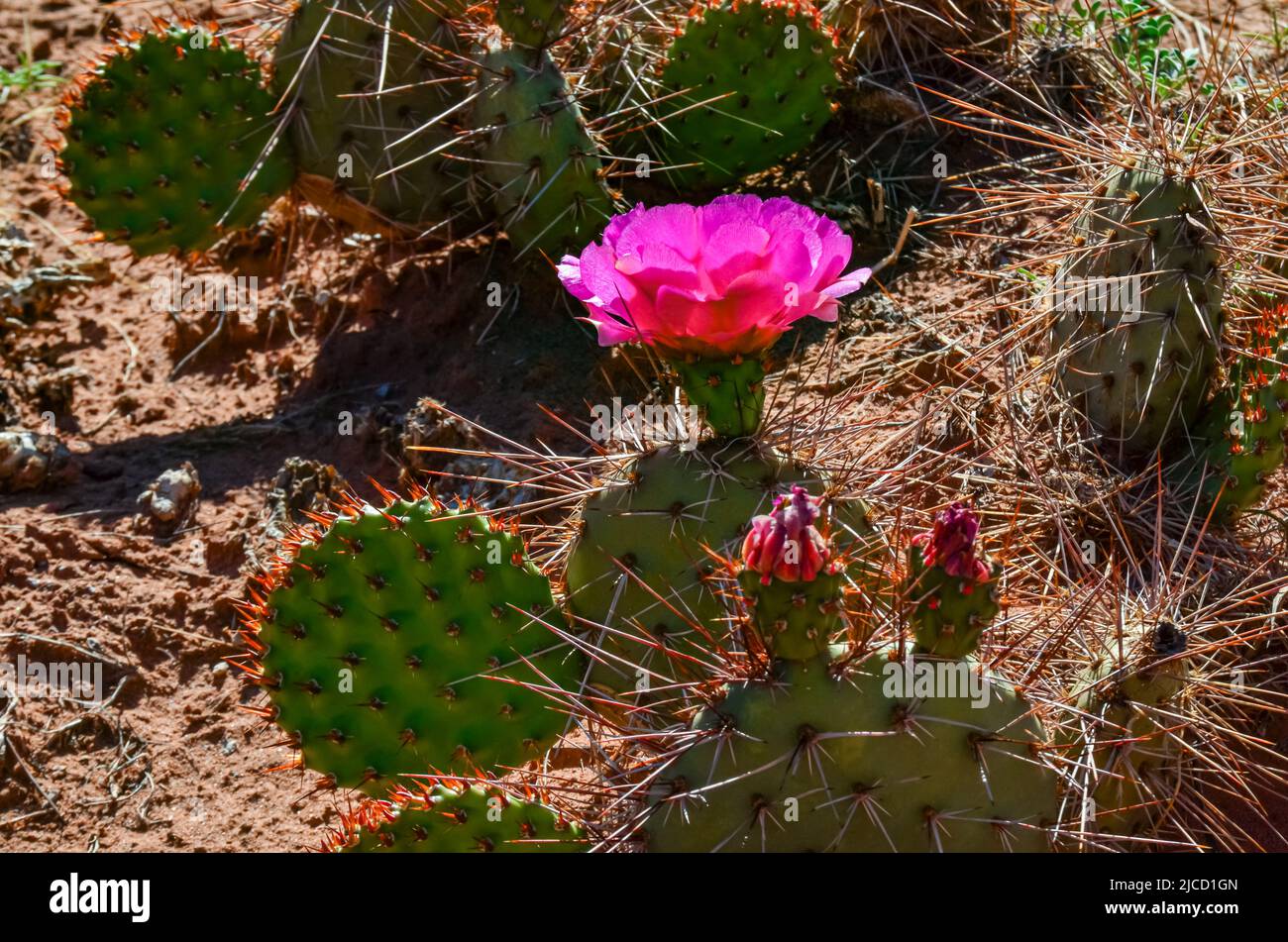 Flowering cactus plants, Pink flowers of Opuntia polyacantha in ...