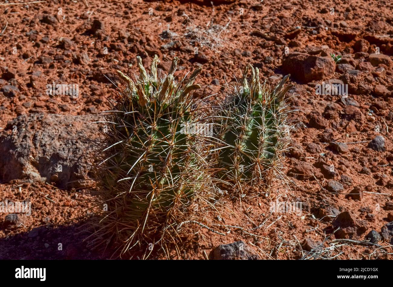 Flowering cactus plants (Sclerocactus parviflorus) in Canyonlands ...