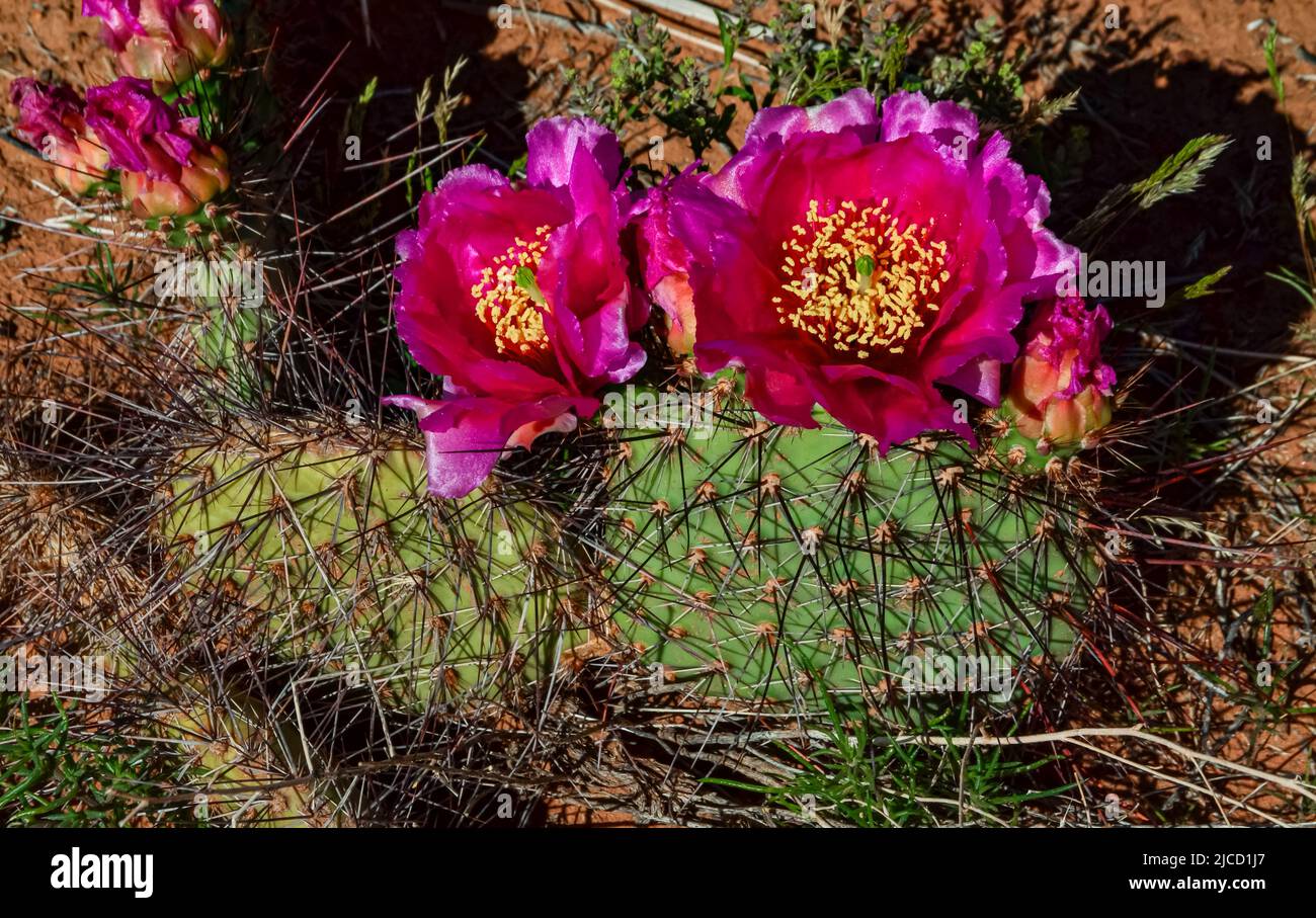 Flowering cactus plants, Pink flowers of Opuntia polyacantha in ...