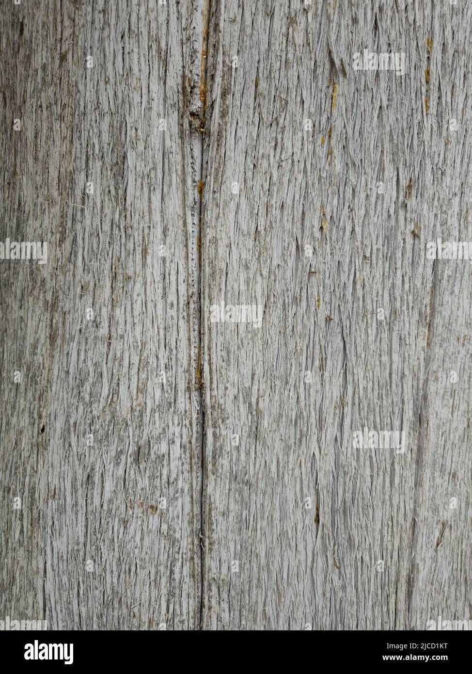 old cypress tree wooden texture closeup outdoors Stock Photo - Alamy