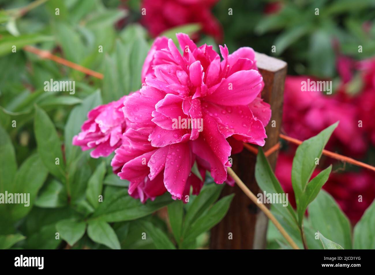 Pink peonies in the garden. Blooming pink peony Stock Photo - Alamy