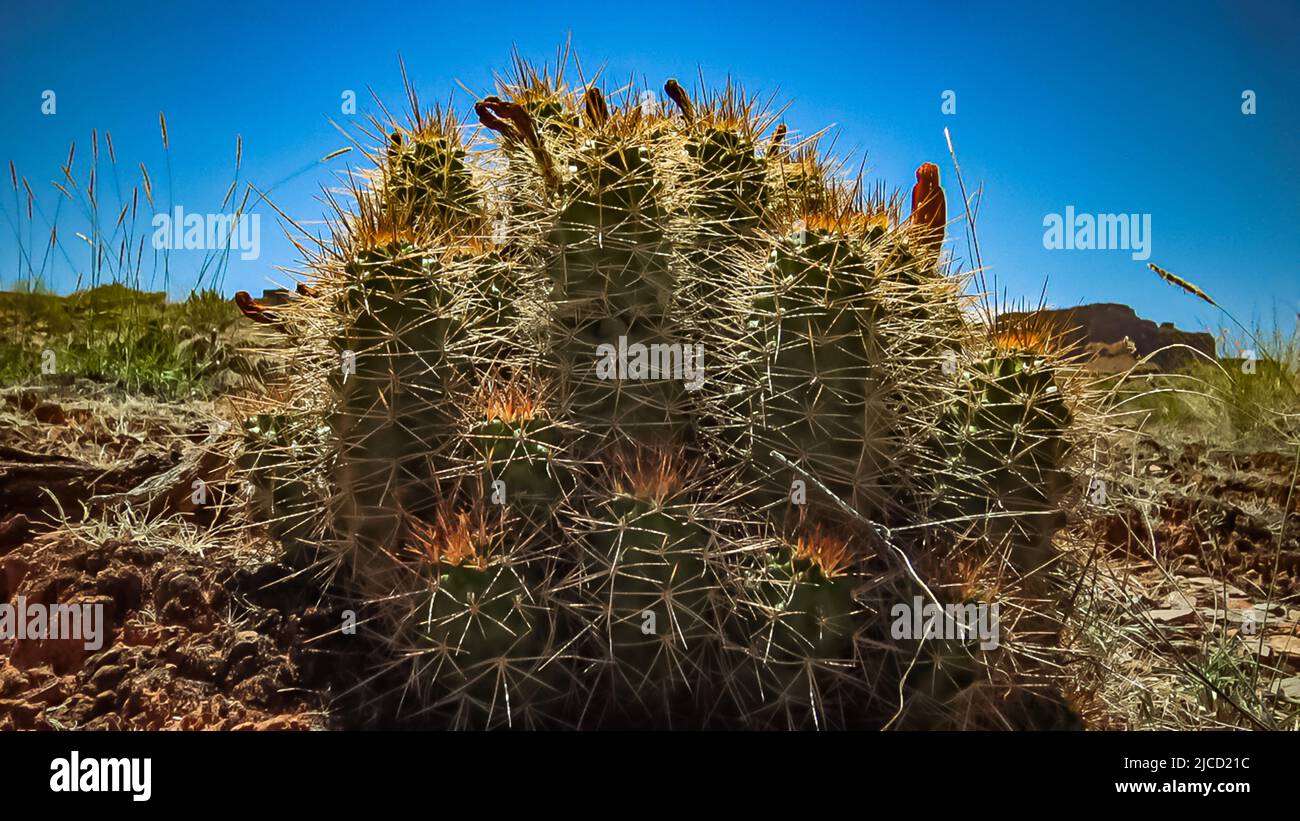 Flowering plants (Echinocereus sp.). Known commonly as the hedgehog ...
