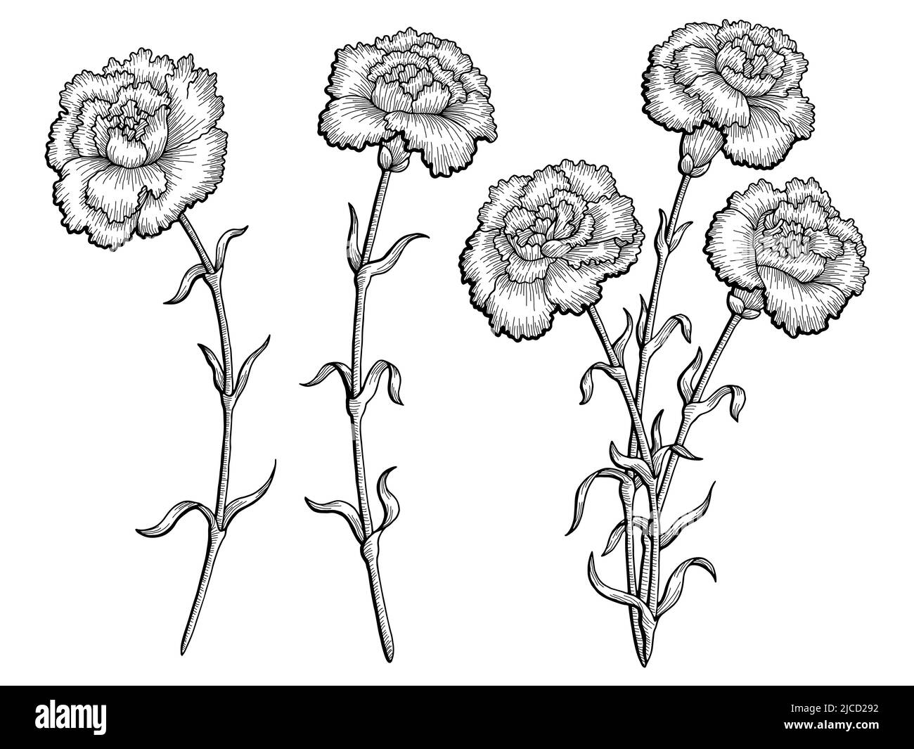 Carnation flower graphic black white isolated sketch illustration ...