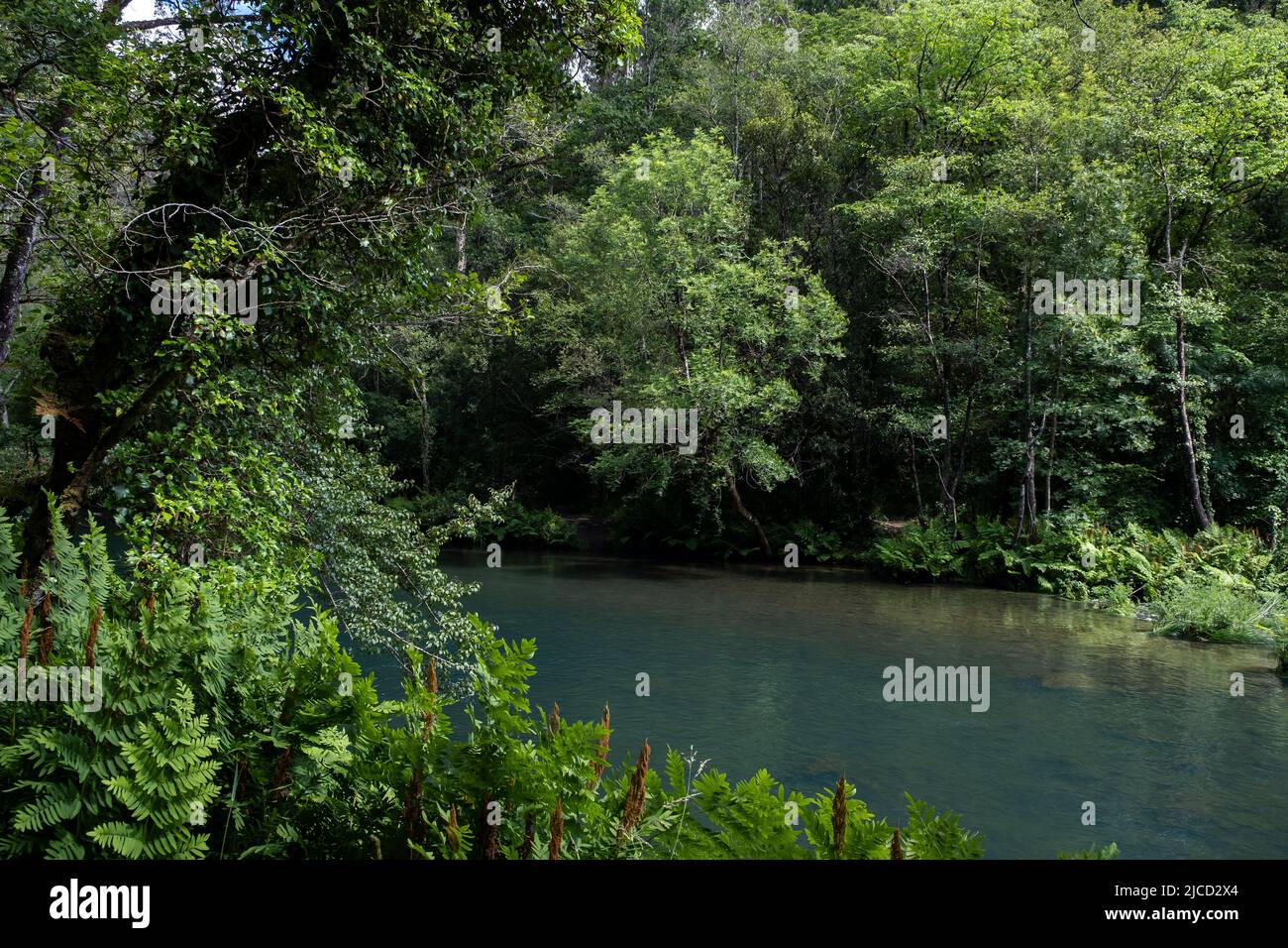 Riverside forest hi-res stock photography and images - Alamy