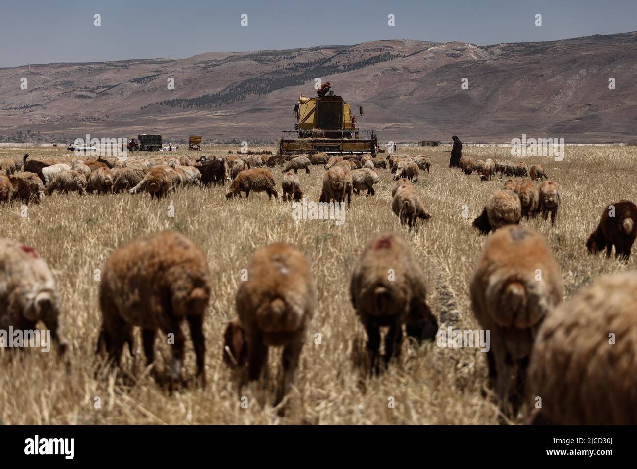 Syrian sheep hi-res stock photography and images - Alamy