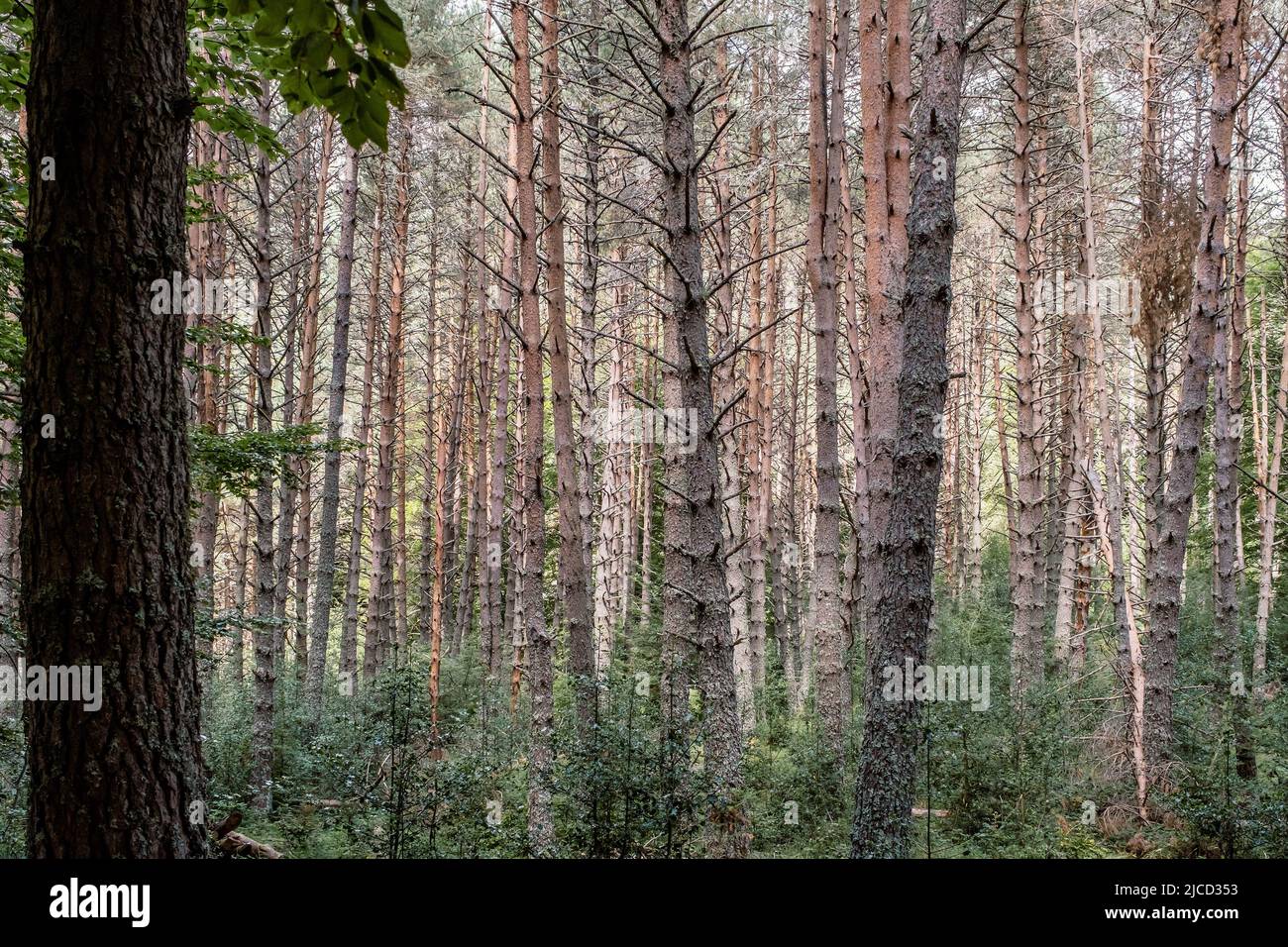 Scots pine (Pinus sylvestris) forest in the Pyrenees, Spain Stock Photo ...