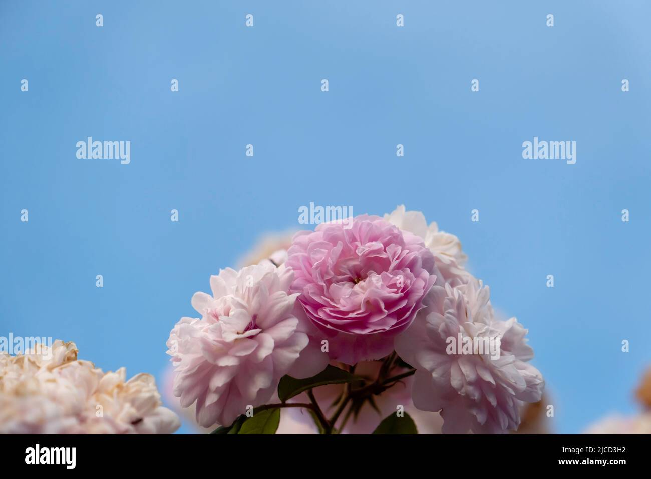 French rose (Rosa Gallica) pink flowers Stock Photo - Alamy