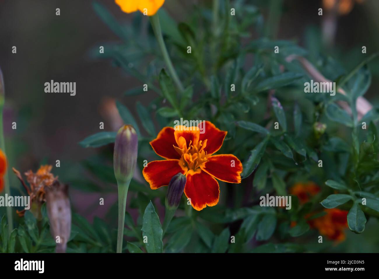 French marigold (Tagetes patula) blooming flowers Stock Photo - Alamy